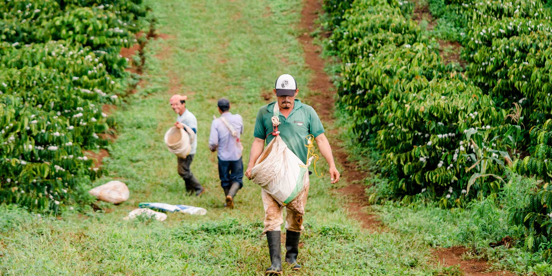 Meet the Farmers: Stories Behind Our Guatemalan Dark Roast